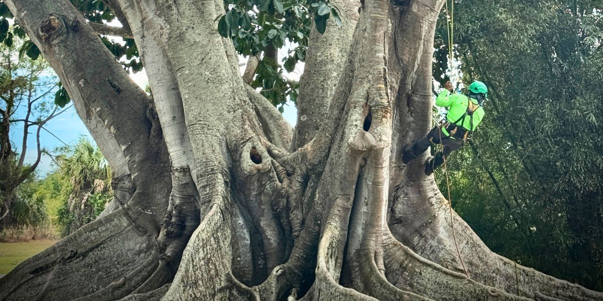 Champion Tree in Estero, Florida | Joshua Tree Inc.